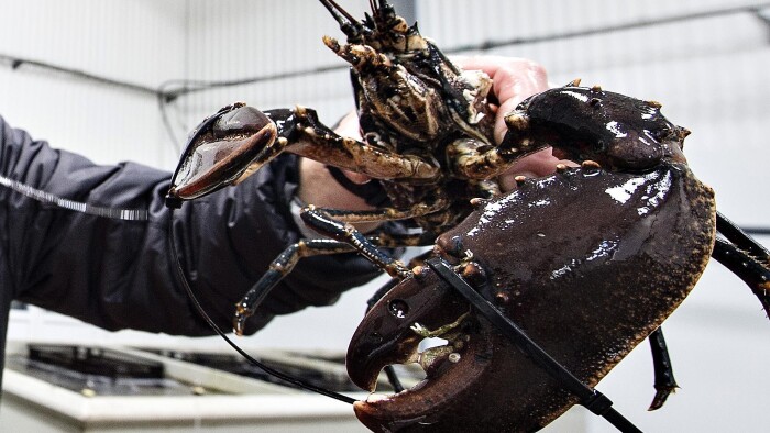 Hummere hales op af Limfjorden som aldrig før: Nu er hummer-forbrydere ...