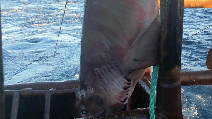Fisker fanger en af verdens største kødædere for første gang i Danmark ...