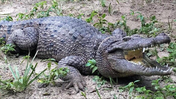 Ny krokodille-art dukker op på stillehavsø | Vores natur | DR