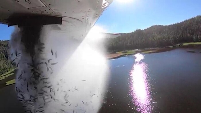 'Flyvefisk’ går viralt: Tusindvis af fisk vælter ud af flyvemaskine ...