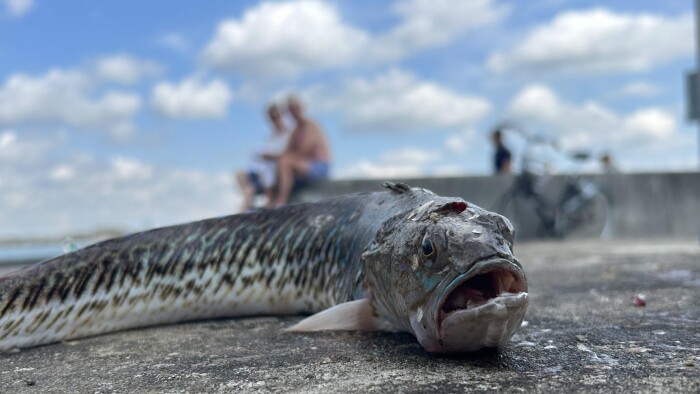 Fisk med giftige pigge breder sig: 'Det kan få en voksen mand til at ...