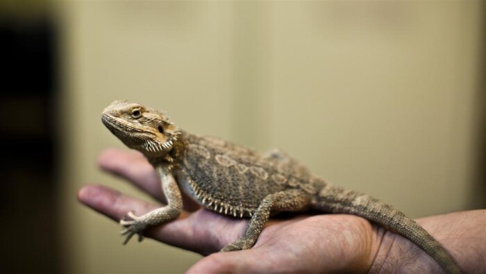 Øgle er australiernes svar på duen | Naturvidenskab | DR