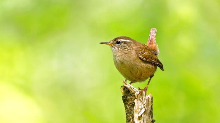 Lille fugl ofte forvekslet med mus | Naturvidenskab | DR