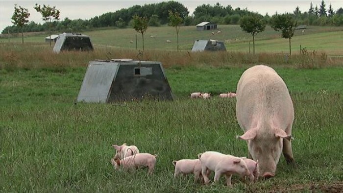 OVERBLIK Her er forskellen på øko- og konventionelle svin | Indland | DR