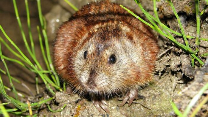 Lemminger kender ikke lemmingeeffekten | Indland | DR