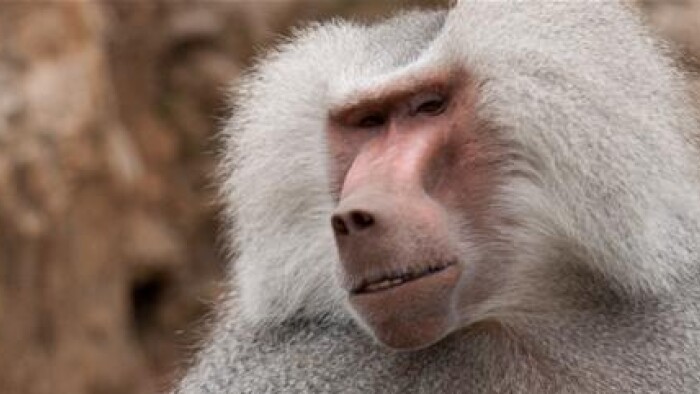 Bavian kan læse 308 forskellige ord | Udland | DR