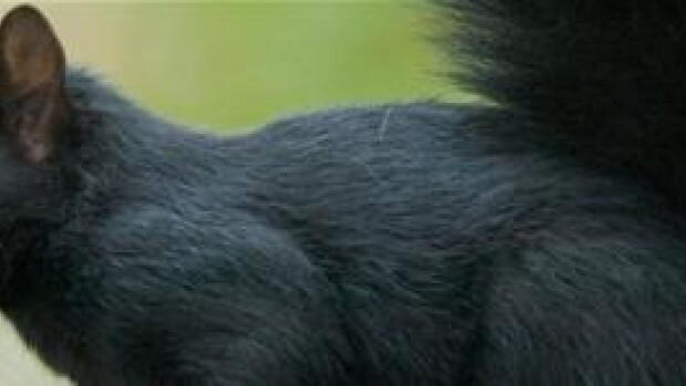 Det sorte egern skal reddes | Indland | DR