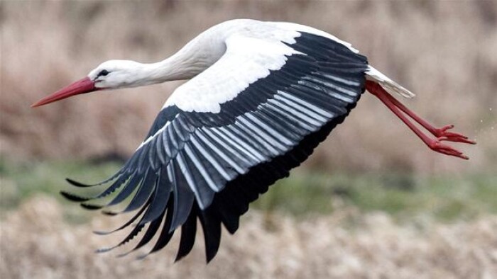 Storken er kommet til Danmark | Syd- og Sønderjylland | DR