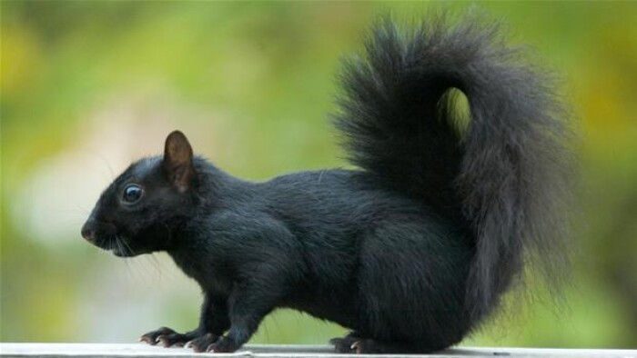 Sort egern trives på Langeland | Fyn | DR