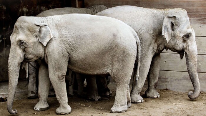 QUIZ: Hvor lang er snablen på en elefant? | Viden | DR