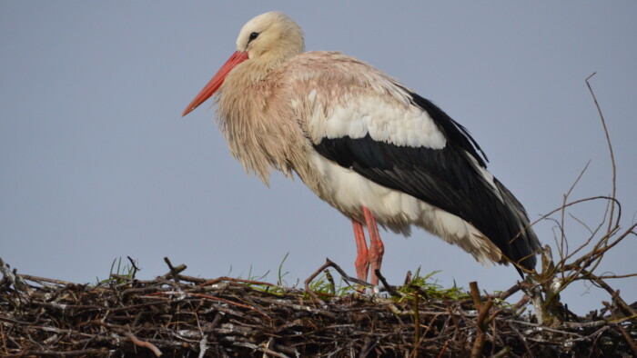 Storken er landet - en måned for tidligt | Syd- og Sønderjylland | DR