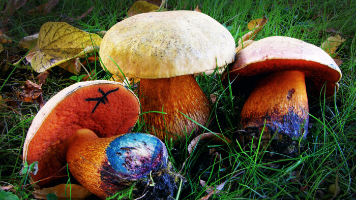 Se de giftige og spiselige svampe, der ligner hinanden | Indland | DR