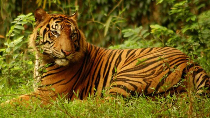 Her er fem dyr, som mennesker snart har udryddet | Ligetil på tegnsprog ...