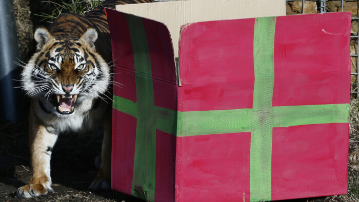 Tiger fra dansk dyrepark dræber sjælden tiger i London Zoo | Ligetil | DR