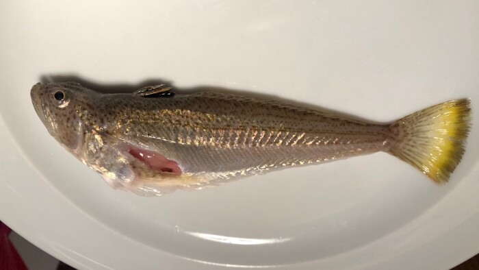 Danmark har fået endnu en giftig fisk | Indland | DR