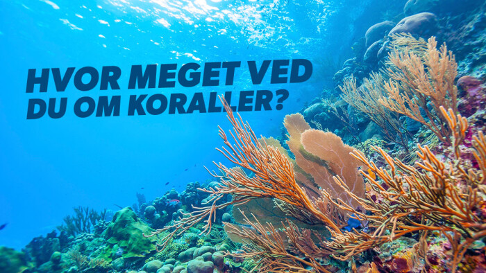 QUIZ: Hvor meget ved du om koraller? | Udforsk | DR QUIZ: Hvor meget ved du om koraller? | Udforsk | DR