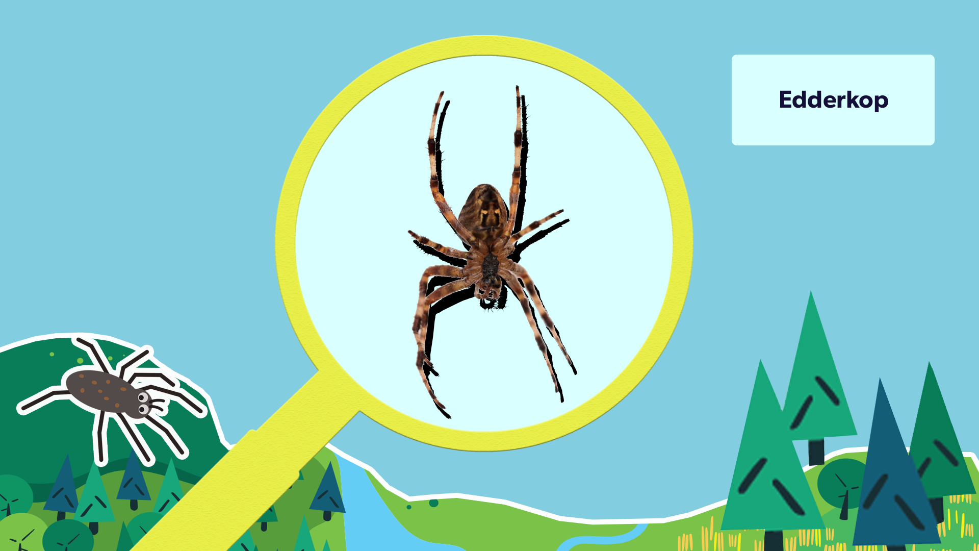 Edderkop | Natur, udeliv og science | DR
