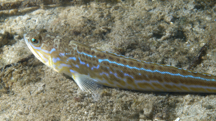 Giftig fisk indtager danske badestrande: Sådan undgår du at komme galt ...