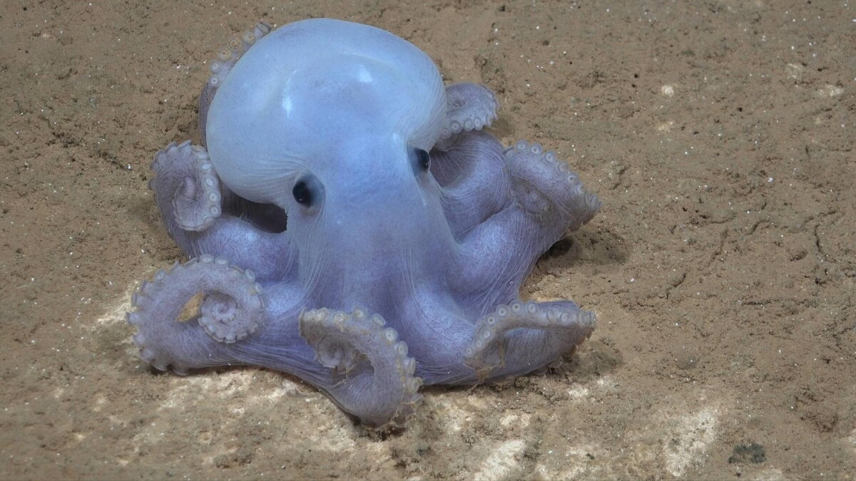 Ukendt søpindsvin og 'flyvende spaghetti-monster' - 28 dages ...