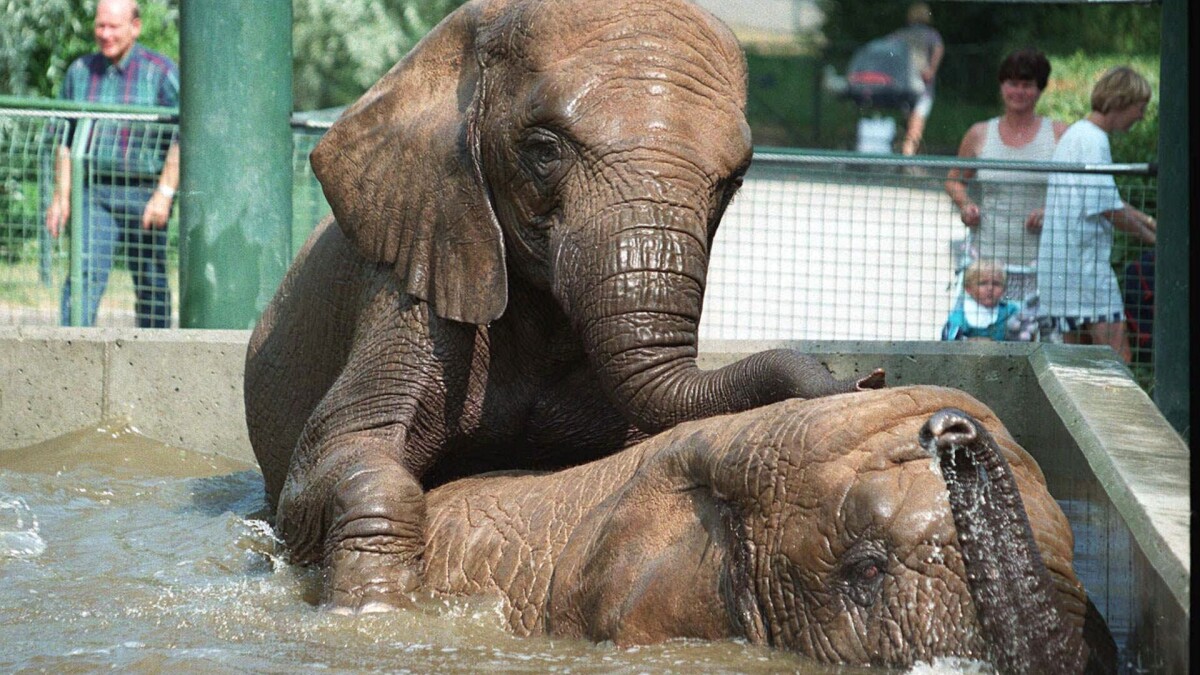 Aalborg Zoo har aflivet havens sidste to elefanter: 'De har været ikoniske for vores have ...