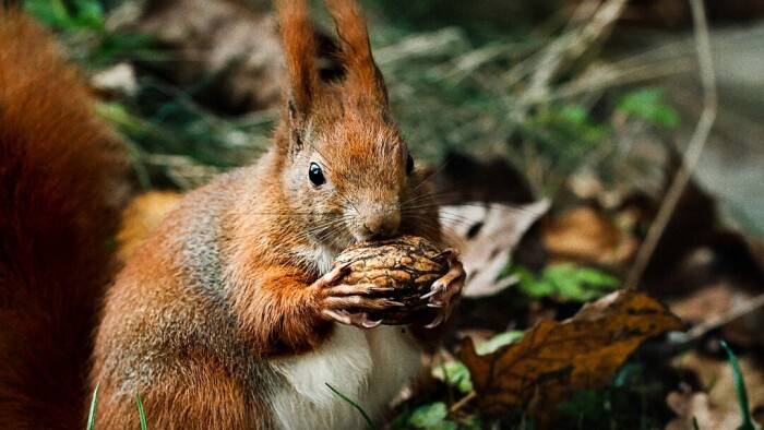Udlandet vil se danske dyr og natur på skærmen | Presse | DR