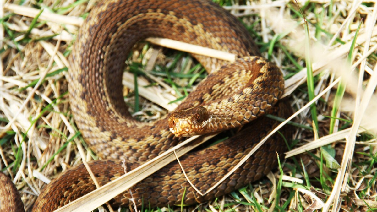 Sådan gør du, hvis du bliver bidt af en hugorm | Krop | DR