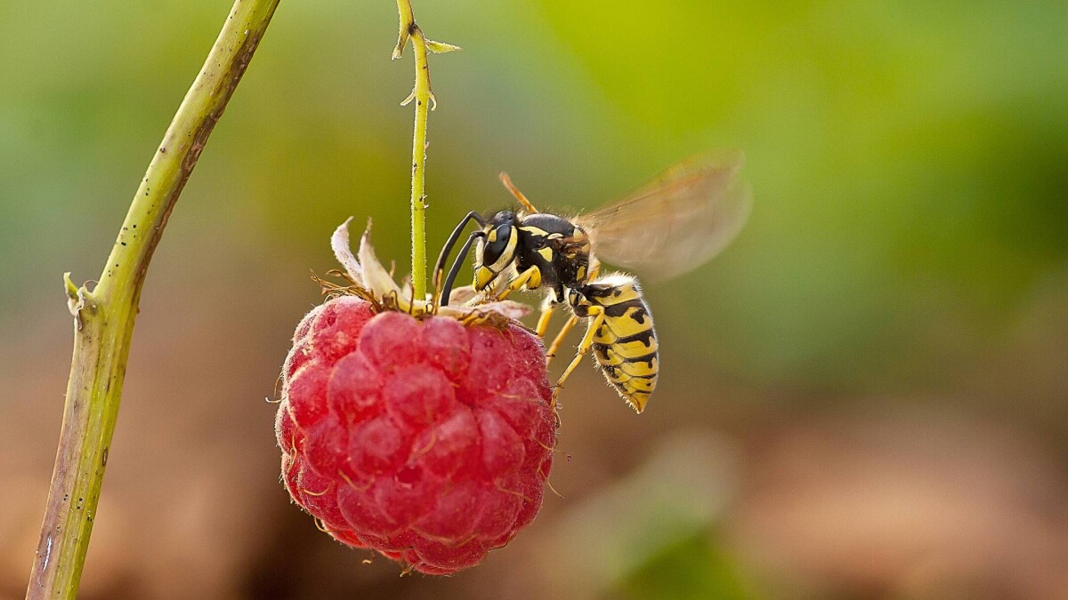 Pas på hvepsene, hvis du er allergiker! | Krop | DR