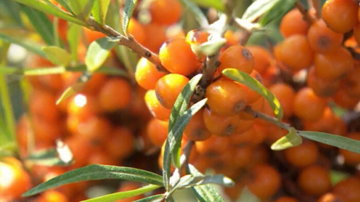 Nordens citron: Lige nu er det sæson for havtorn | Fritid | DR