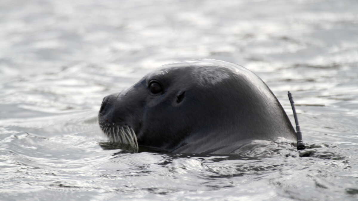 Sæler med radioudstyr udforsker indlandsisen | Miljø | DR