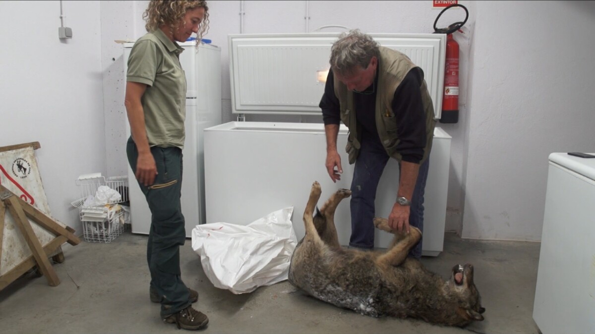 VIDEODAGBOG Døde ulve på køl | Naturvidenskab | DR