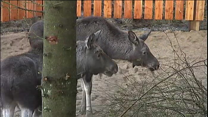 Se de første billeder af elgen i i Danmark | Live | DR