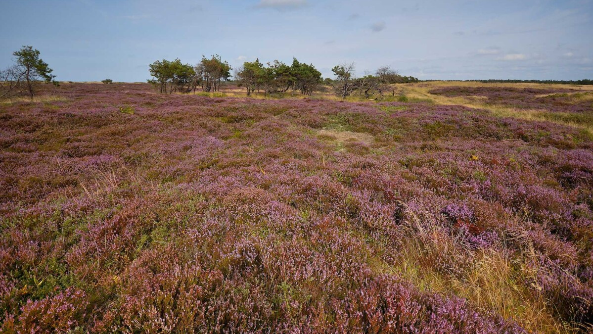10 danske steder hvor naturen kunne udvikle sig vildt | Miljø | DR