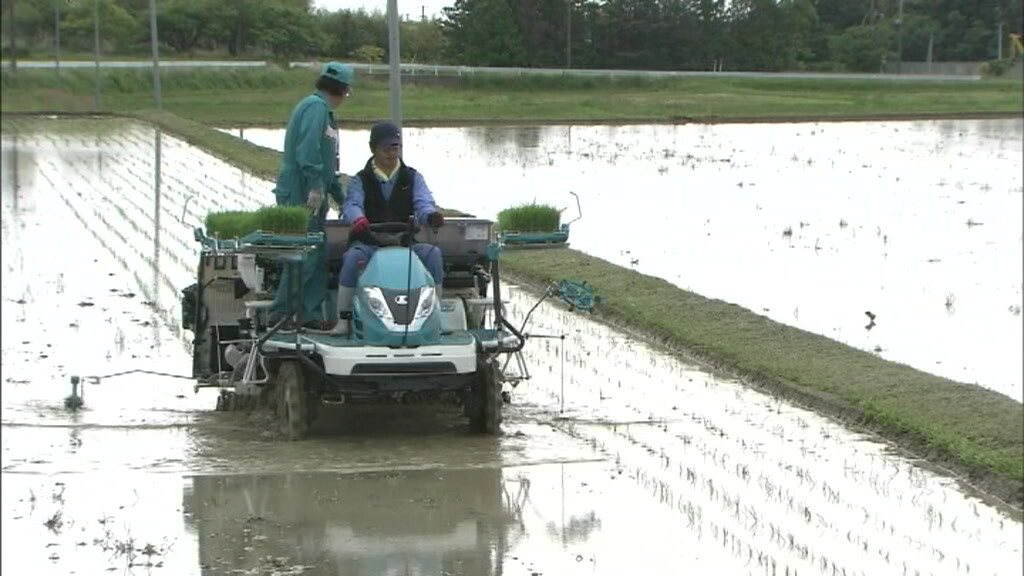 VIDEO Landmænd har ventet i fem år: Nu bliver første ris-planter sat ...