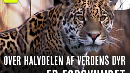 Over halvdelen af verdens dyr er forsvundet | Ultra Nyt | DR