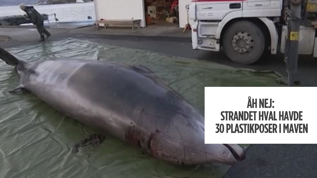 Strandet hval havde 30 plastikposer i maven | Ultra Nyt | DR
