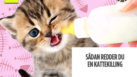 Gode råd: Sådan redder du en kattekilling | Ultra Nyt | DR