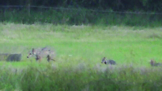 Så er der dokumentation for ynglende ulve i Danmark | NATURBESKYTTELSE.DK