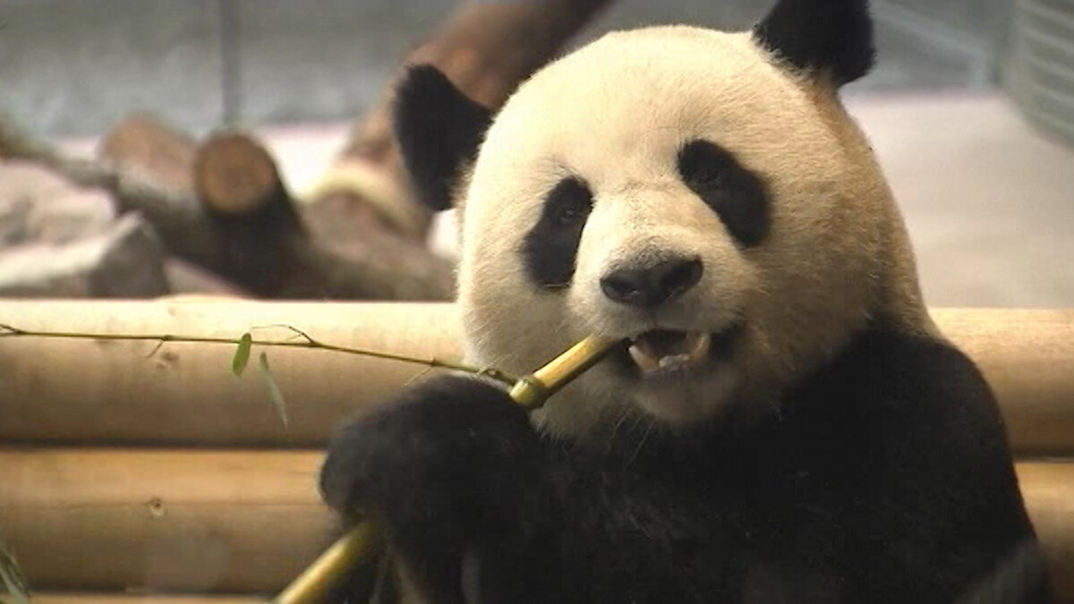 VIDEO Panda-diplomati: Merkel og Xi åbner anlæg i Berlin Zoo | Udland | DR
