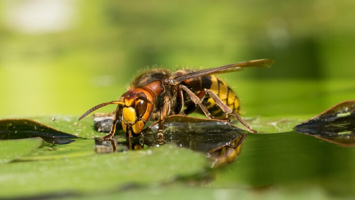 Gedehams | Natur & Teknologi Mellemtrin | DR