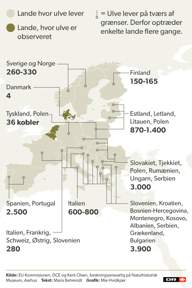KORT: Ulven vender stærkt tilbage overalt i Europa | Naturvidenskab | DR