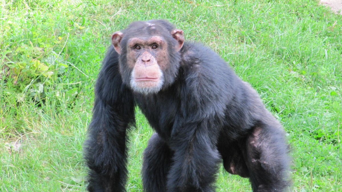 Chimpanseslagsmål endte med drukneulykke i Odense Zoo | Fyn | DR