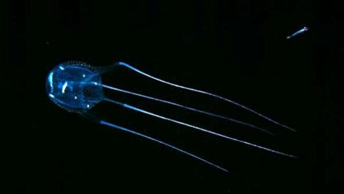 Gopler kan spise fremtidens oceaner i stykker | Miljø | DR