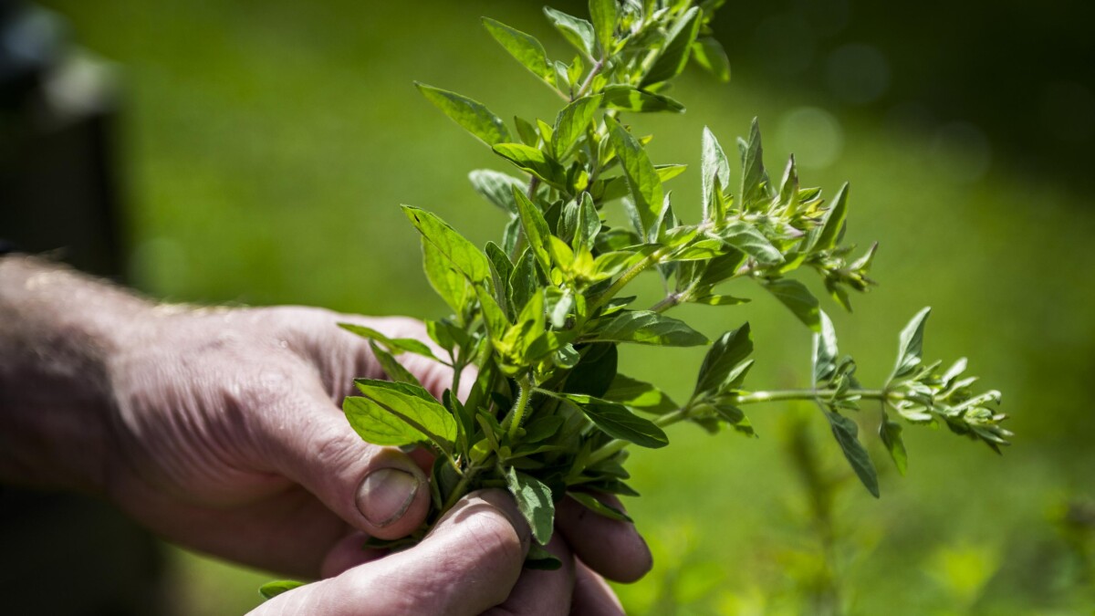 Test af oregano afslører store mængder visne blade fra træer | Indland | DR