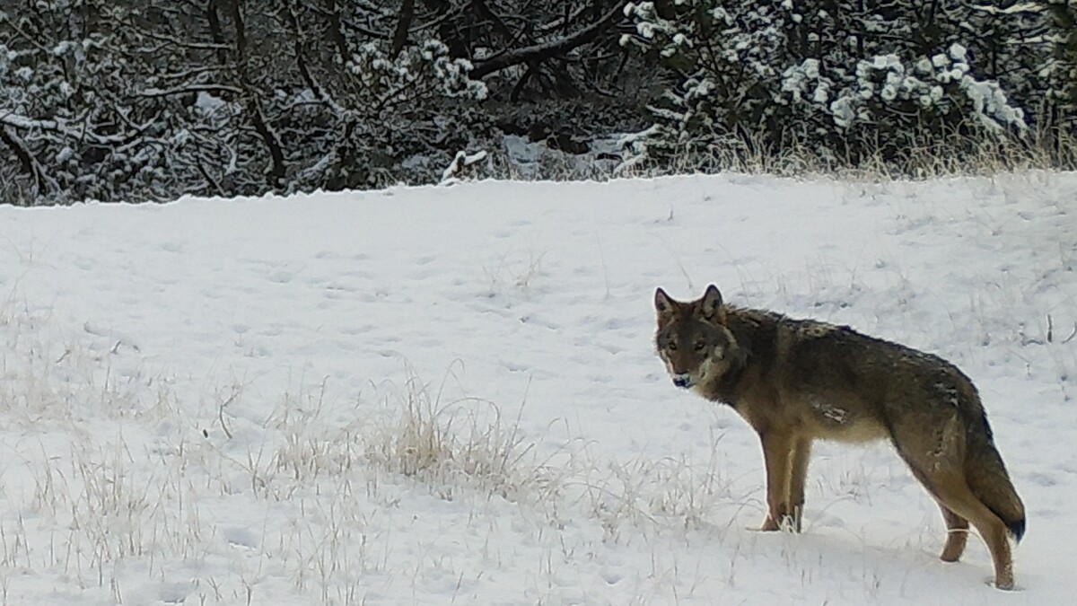 Ny rapport: Fire ulve er sporløst forsvundet i Danmark | Midt- og ...