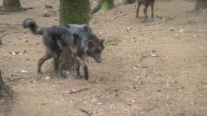 Fransk ulveekspert: Mennesker og ulve er nødt til at lære at leve ...