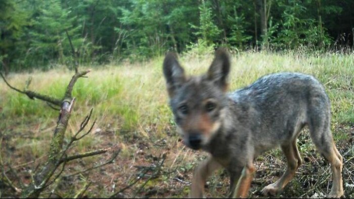 Ulvens venner og fjender er enige om én ting: Der kommer nok snart ...