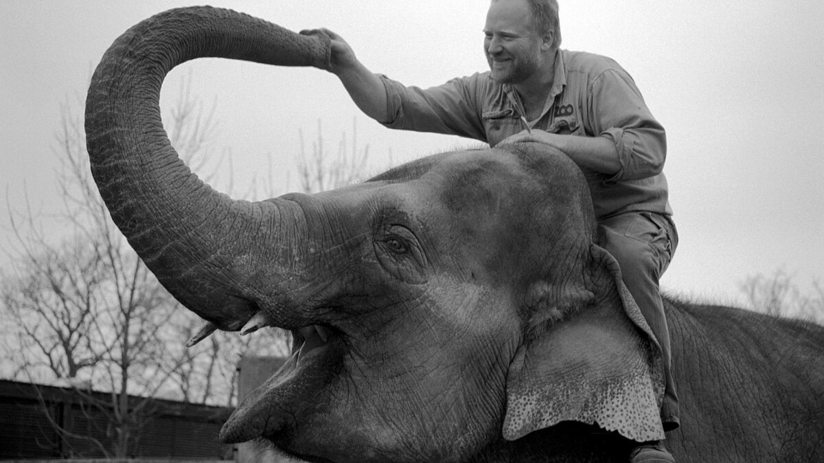 Forskere har opdaget elefant-gen, der forhindrer kræft | Kroppen | DR