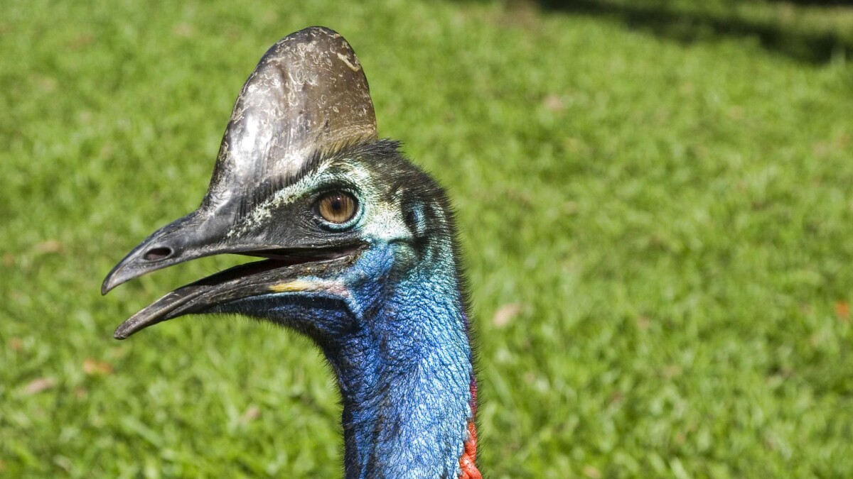Blåvand Zoo har haft livsfarlige strudse i flere år: "Kasuaren kan ...