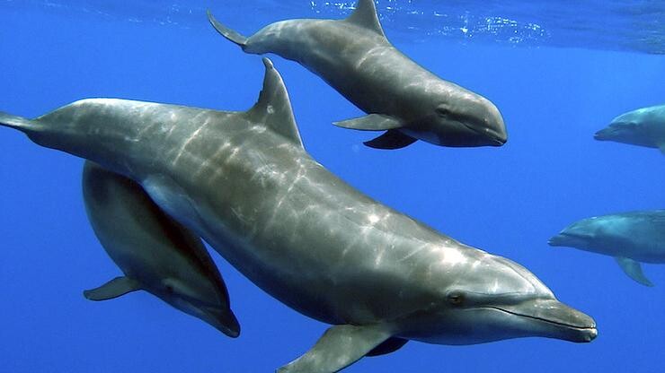 Set for første gang: Vild delfin adopterer unge af anden art | Natur | DR