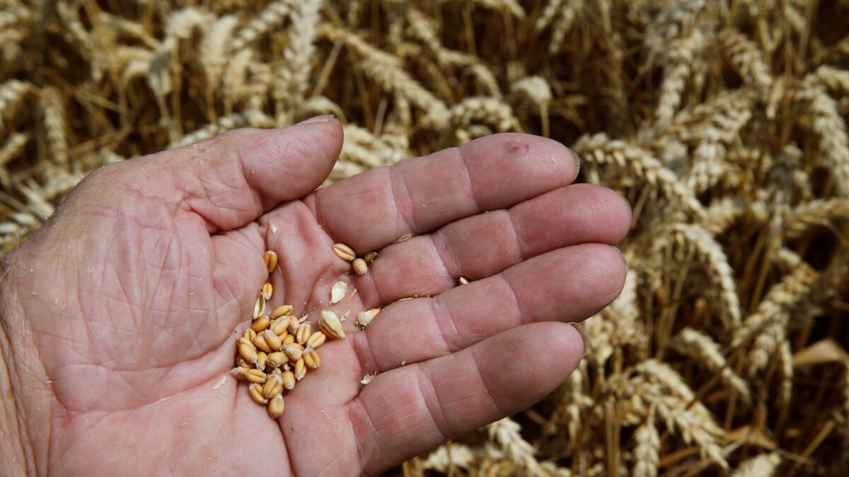 Findes i korn, frugt og grønt: Lovligt sprøjtemiddel er ...